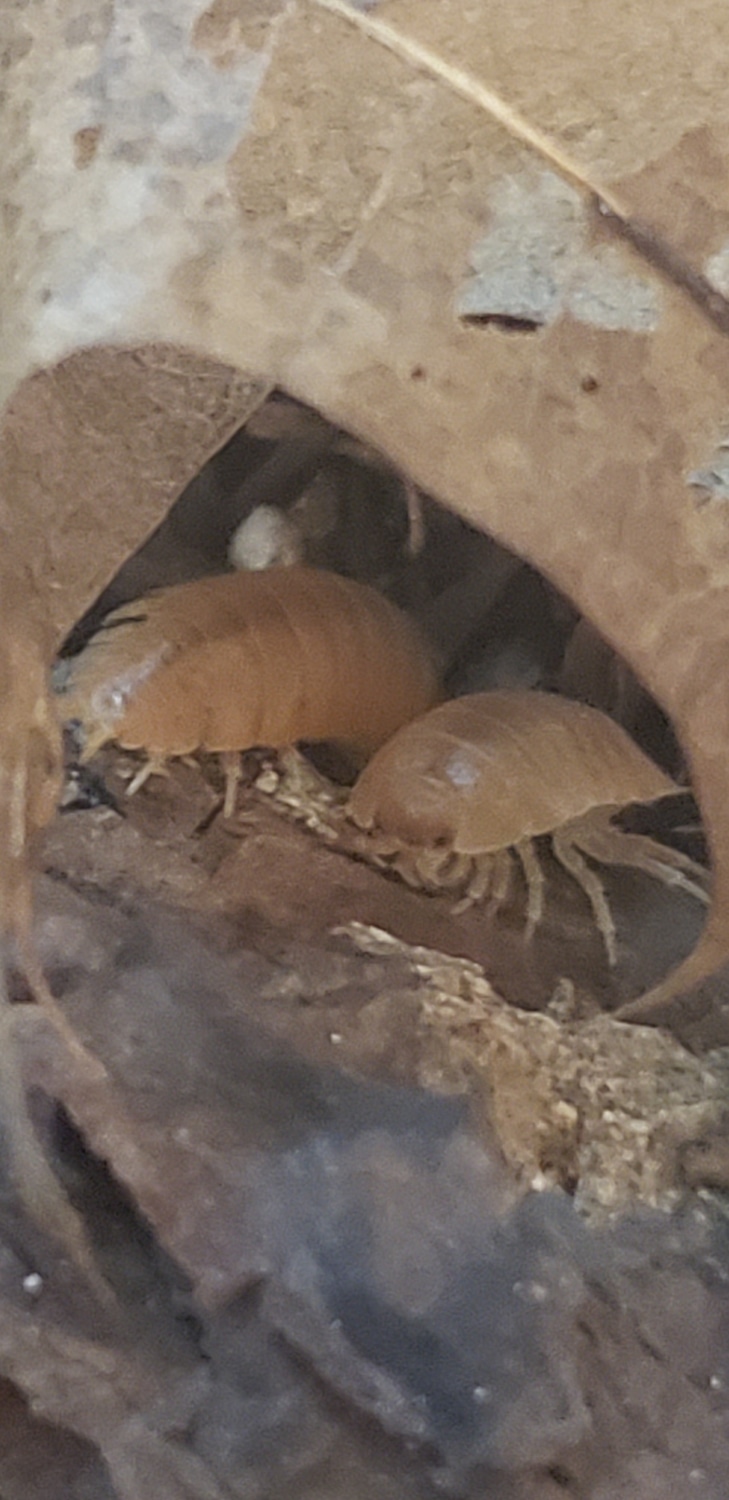 Porcellio Laevis "Orange Isopod by Himschoot Production - MorphMarket