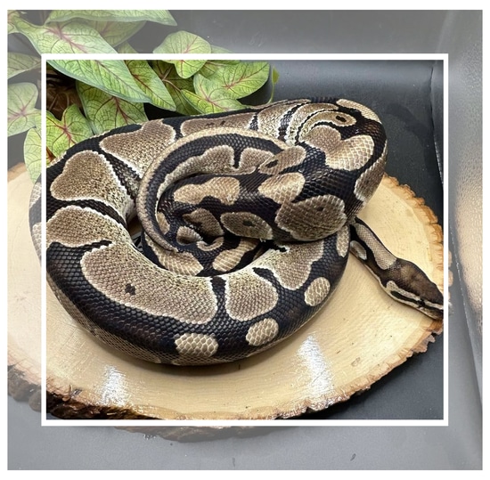 Blade Het Clown Ball Python by Bustin Ballz Pythons LLC