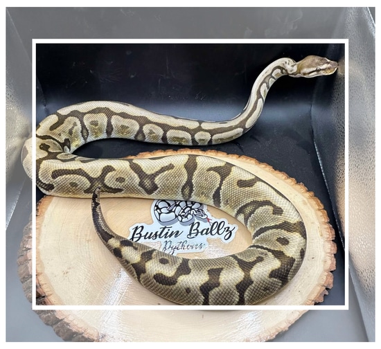 Hidden Gene Woma Het Clown Ball Python by Bustin Ballz Pythons LLC