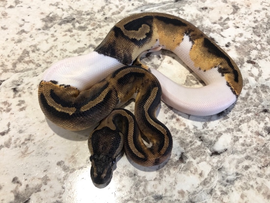 Piebald Ball Python by Super Fire Reptiles
