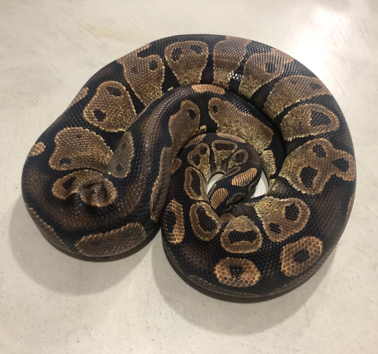 Normal Ball Python by Super Fire Reptiles