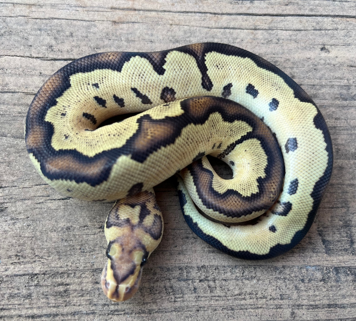 Fire Clown Ball Python by Super Fire Reptiles - MorphMarket