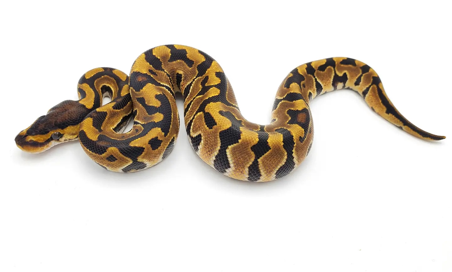 Puzzle Ball Python by Hingles Herps - MorphMarket
