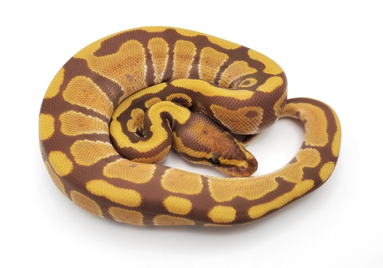 Ultramel 66% Het Cryptic Ball Python by Hingles Herps