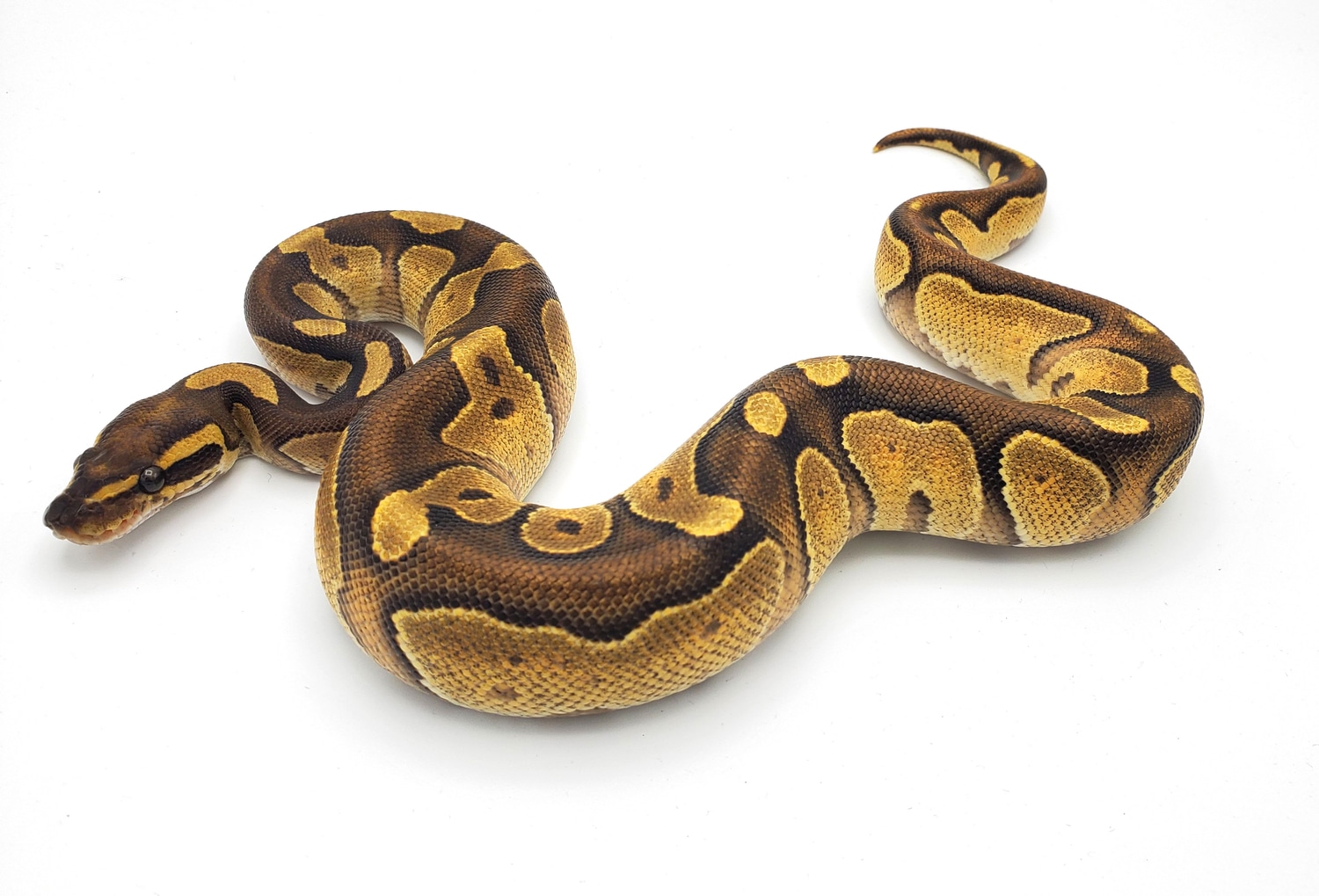 Blackhead Enchi 100% Het Hypo Ball Python by Hingles Herps - MorphMarket