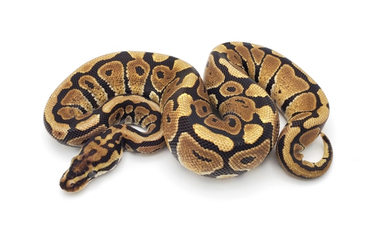 Spotnose 100% Het Puzzle Ball Python by Hingles Herps