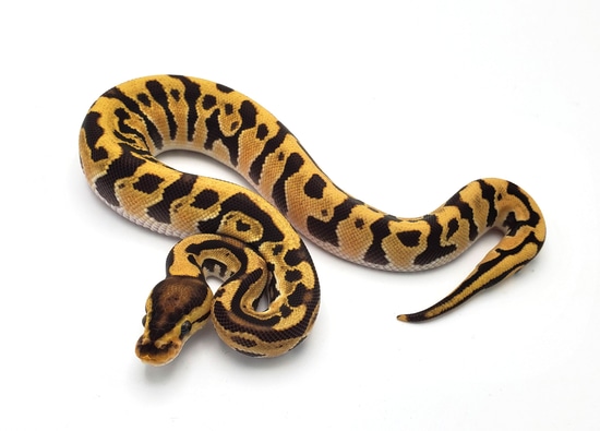 Cryptic/Weirdo Orange Dream Fire 66% Het Puzzle Ball Python by Hingles ...