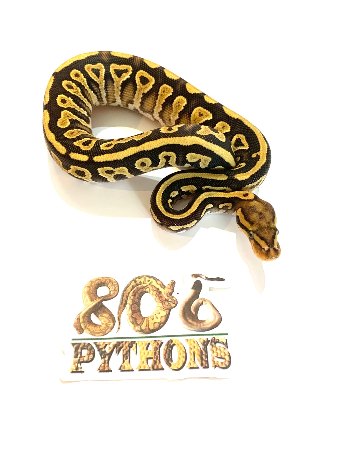 Mojave Spotnose Yellowbelly Double Het Clown/pied Ball Python by 806 ...