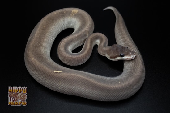 Super Cinnamon Mojave Poss GHI Ball Python by Hippo Herps