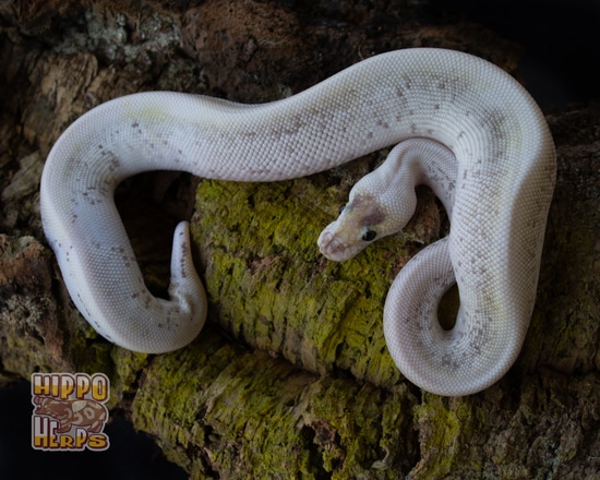 Grey Matter - Super Cinnamon Champagne Mojave Poss GHI Pin Ball Python ...