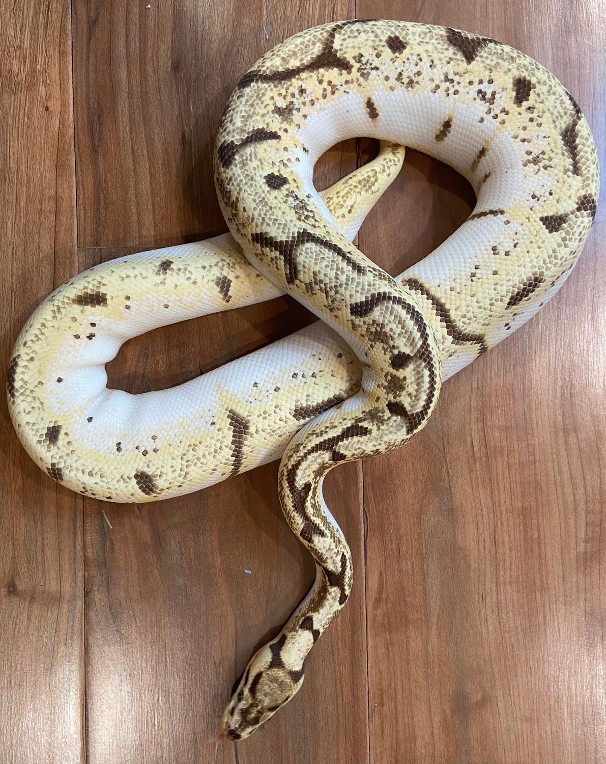 Super Enchi, OD, YB, Spider Pos Het Pied Ball Python by Black Star ...