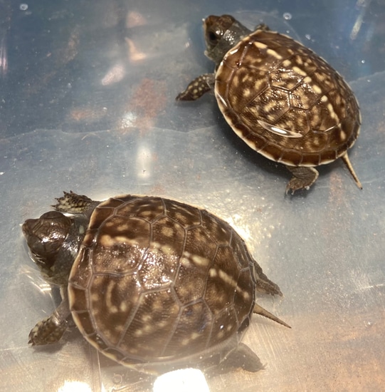 2022 Ornate/Gulf Coast Hybrid Box Turtles by Black Star Reptiles