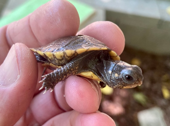 Eastern Box Turtle Hatchlings by Black Star Reptiles