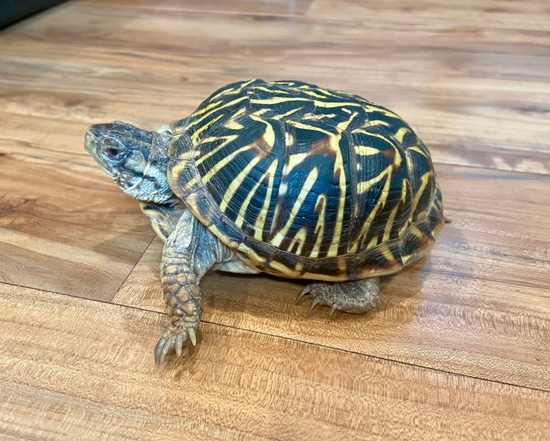 #01 Ornate Adult Proven Breeder Female Box Turtle by Black Star Reptiles