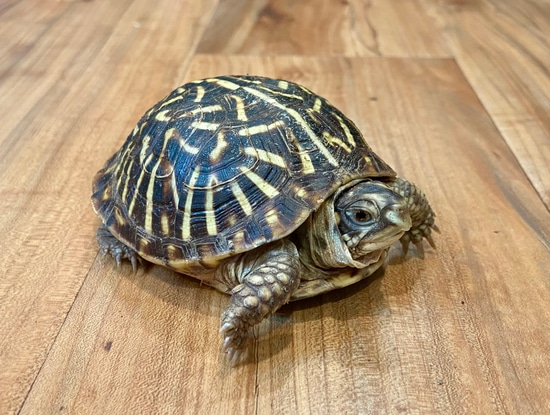 #10 Ornate Female Box Turtle by Black Star Reptiles