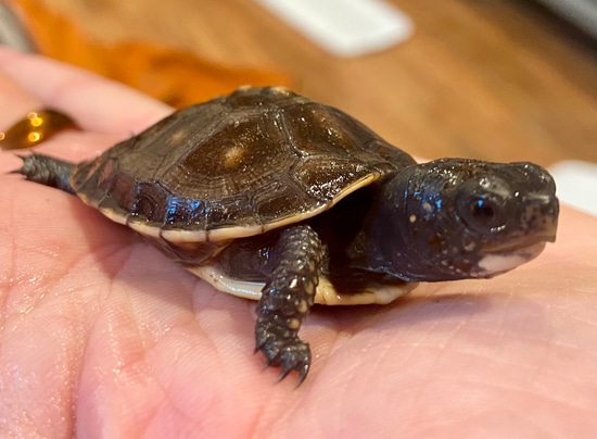2023 Eastern Box Turtle Hatchling by Black Star Reptiles