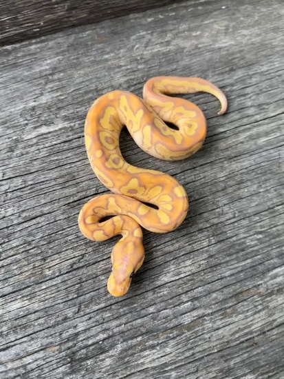 1.0 Sherbet- OD Banana Mojave YB Clown 50% Het Pied Ball Python by ...
