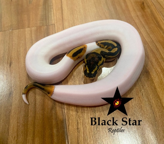 Yellow Belly, Pied, 50% Het Clown Ball Python by Black Star Reptiles