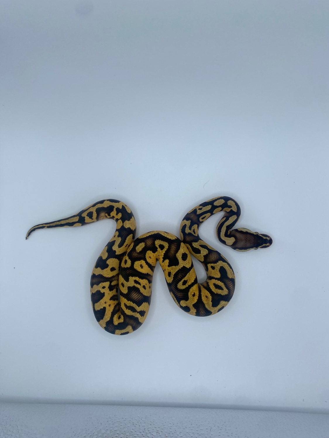 Pastel Yellow Belly Het Piebald Ball Python by His and Hers ...