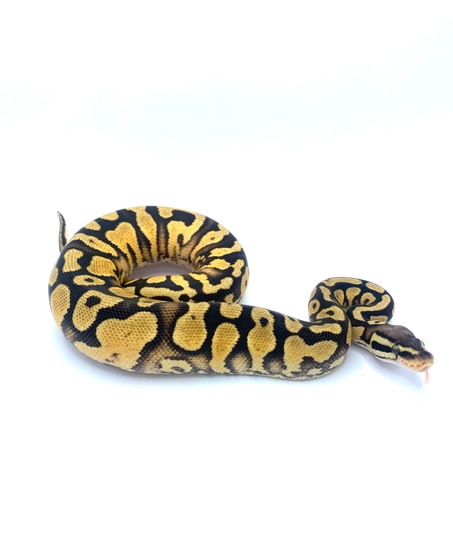 Pastel Yellow Belly Het Piebald Ball Python by His and Hers Constrictors