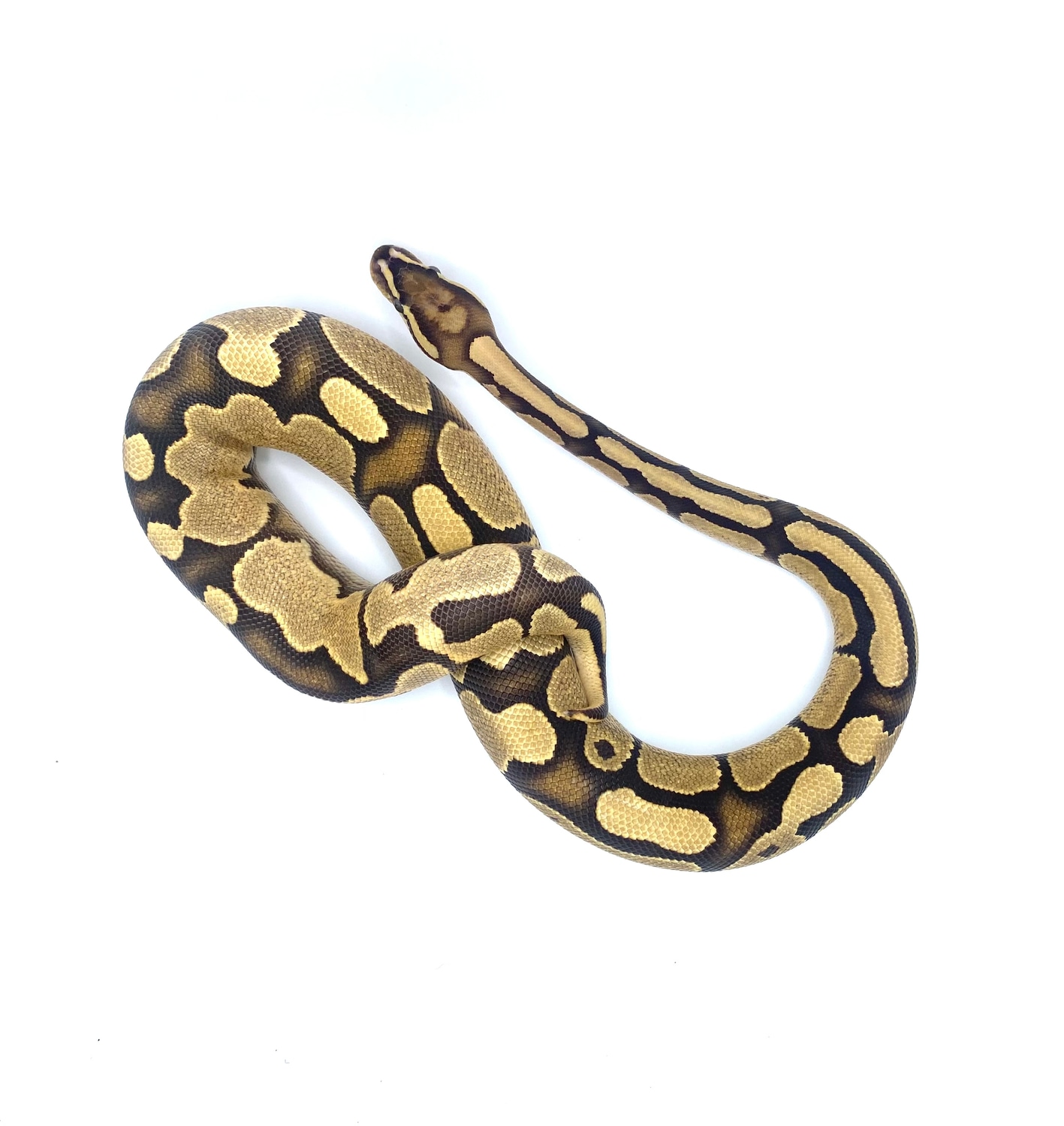 Fire Het Piebald Ball Python by His and Hers Constrictors - MorphMarket