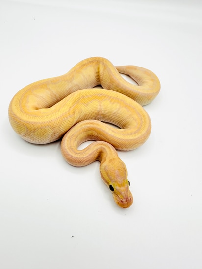 Banana Enchi Fire Mojave Pastel Pinstripe Ball Python by HISSED