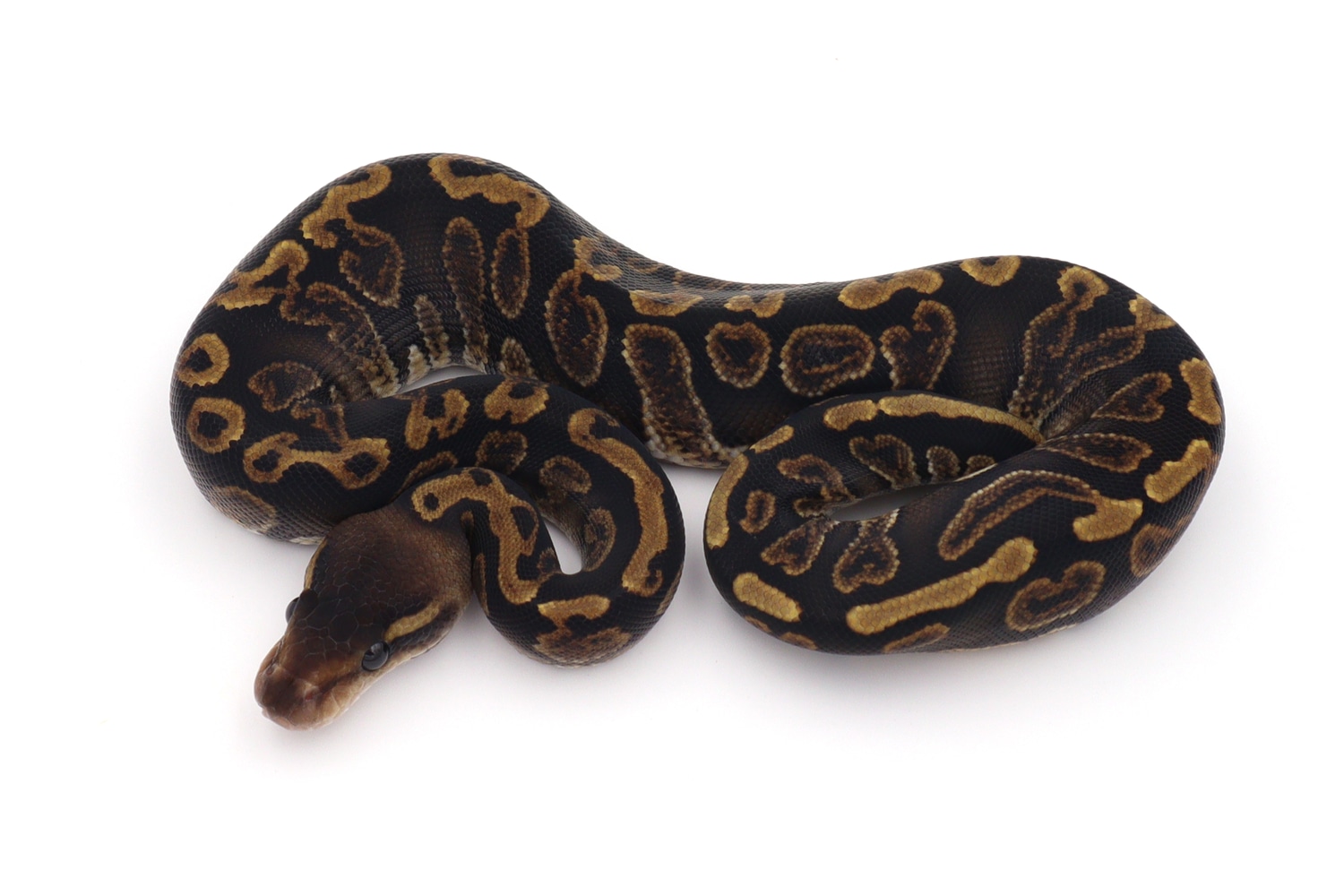GHI Mahogany 66% Het Pied Ball Python by Hissy Fit Reptiles - MorphMarket