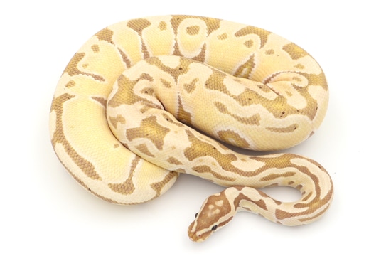 Banana Jungle Woma Het Clown Ball Python by Hissy Fit Reptiles