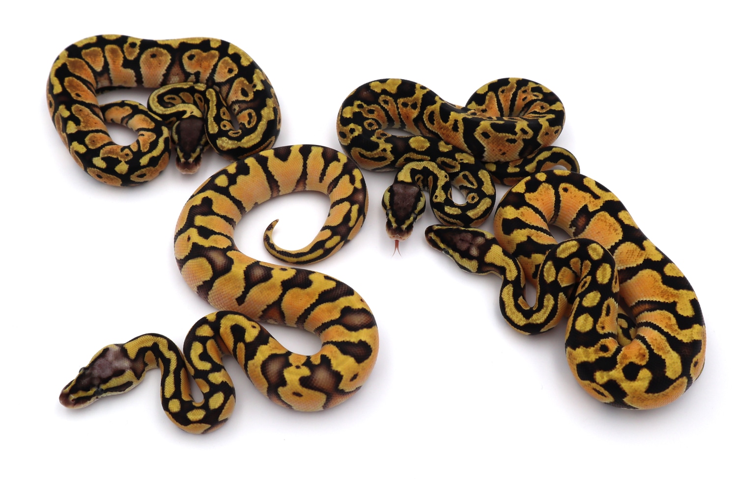 Ball Python Clutch: 22-001 by Hissy Fit Reptiles - MorphMarket