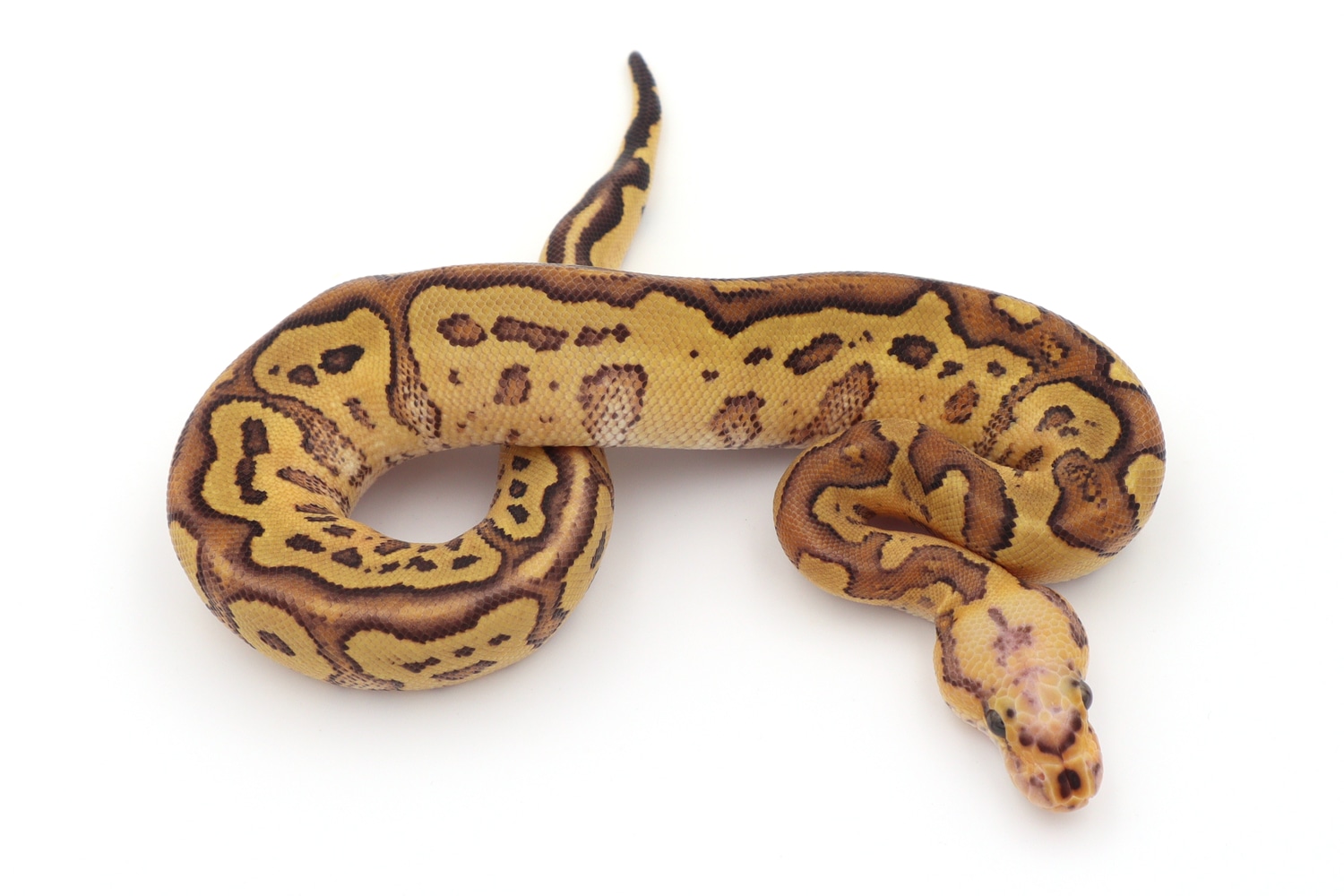 Vanilla Cream Clown (Slight Kink) Ball Python by Hissy Fit Reptiles ...