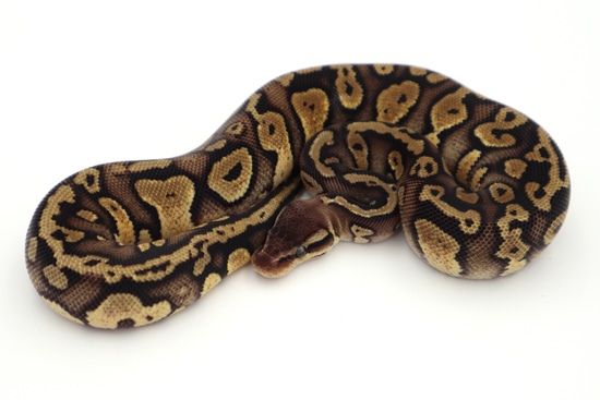 Pastel Mahogany Het Pied Ball Python by Hissy Fit Reptiles