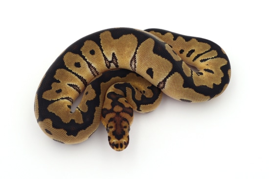 Jungle Woma Clown Ball Python by Hissy Fit Reptiles