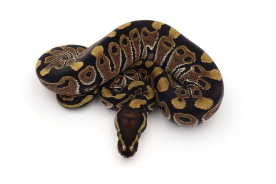 Blade Het Clown Ball Python by Hissy Fit Reptiles