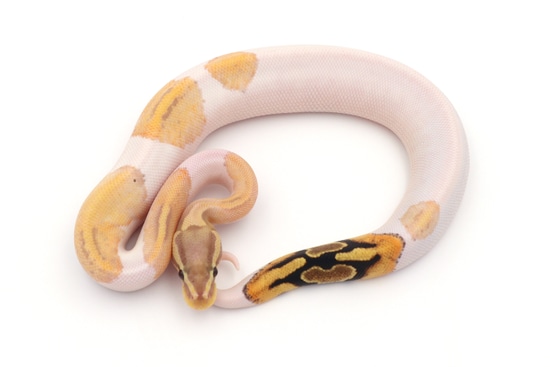Pastel Banana Pied Paradox Ball Python by Hissy Fit Reptiles