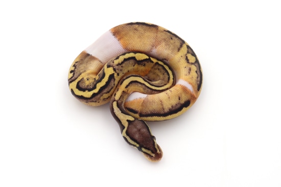 Pastel GHI Pied Ball Python by Hissy Fit Reptiles