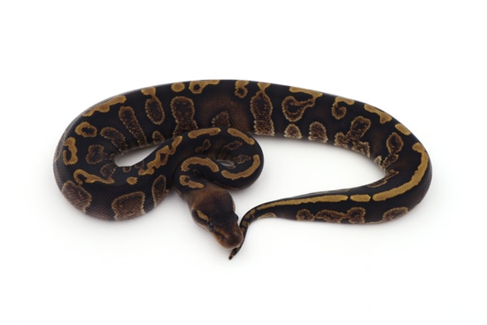 GHI Mahogany 66% Het Pied Ball Python by Hissy Fit Reptiles