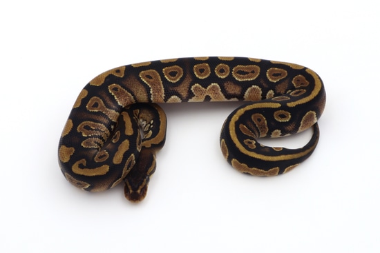 Mahogany 66% Het Pied Ball Python by Hissy Fit Reptiles