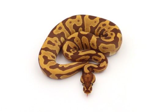 Leopard Ultramel Het Hypo Ball Python by Hissy Fit Reptiles