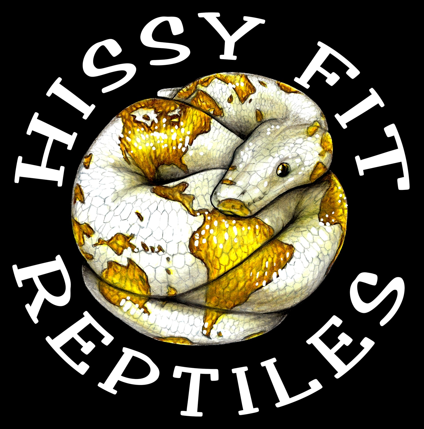 Ball Python Clutch: 21-001 by Hissy Fit Reptiles - MorphMarket