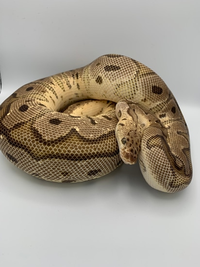 Pastel Clown Ball Python by Blake family reptiles