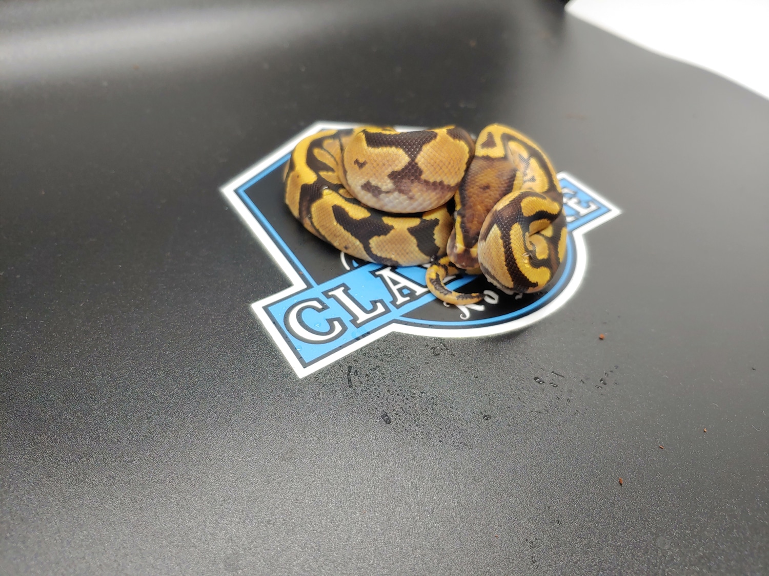 Fire Het Axanthic (VPI) 50% TH Clown Hypo Piebald Ball Python by ...