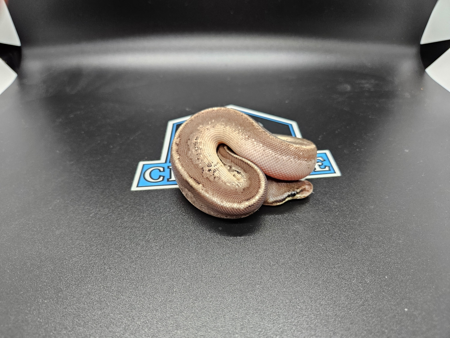 Pastel Cinnamon Lesser Leopard Het Ax 50% Het Pied Ball Python by ...
