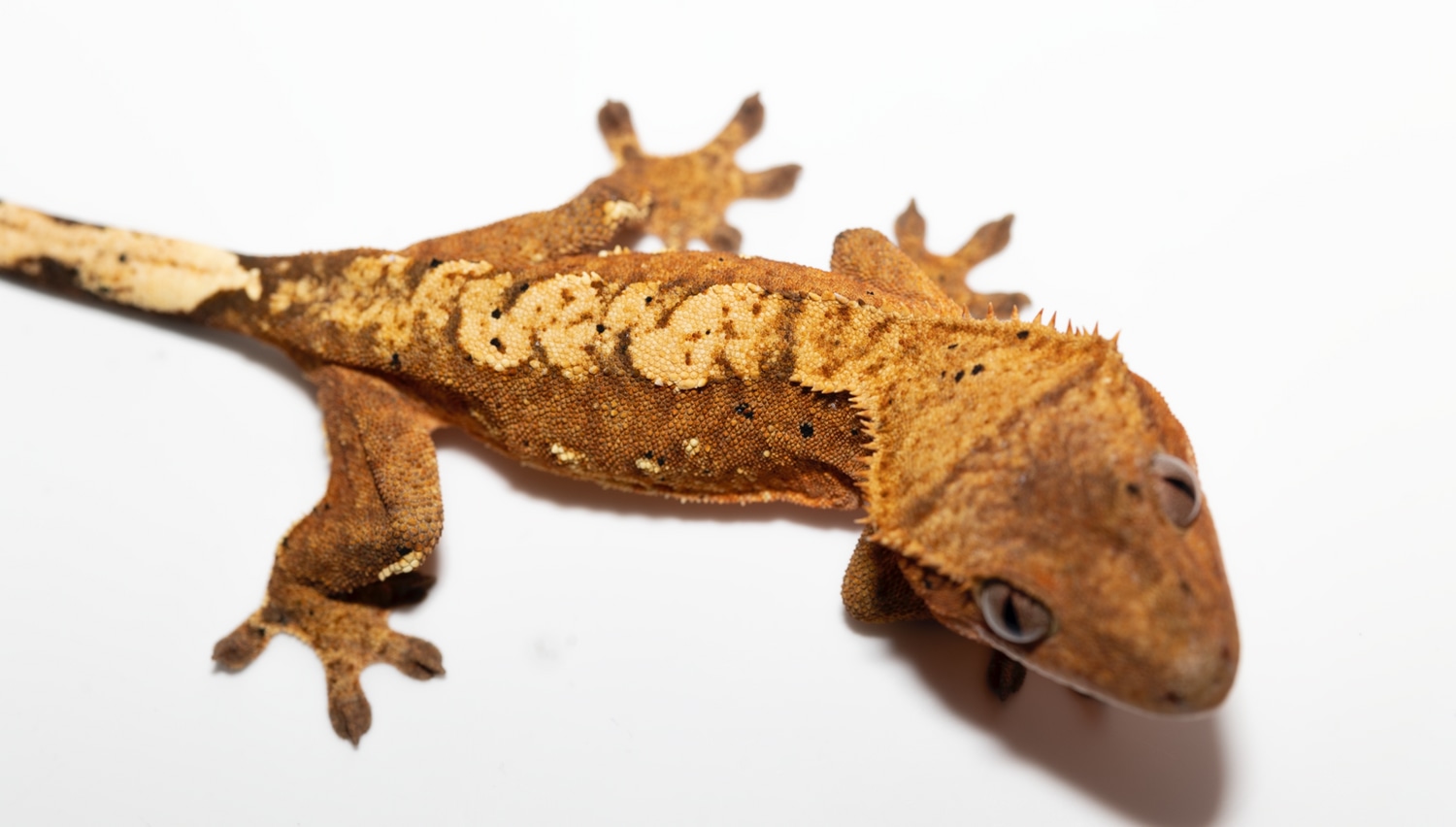 Flame W/Dal Spots Crested Gecko by Hit The Spot Geckos - MorphMarket