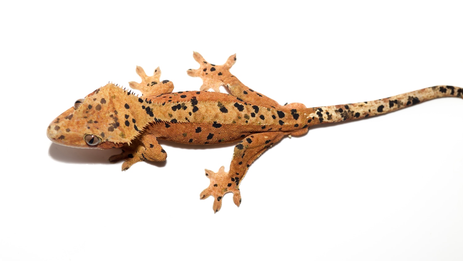 Confetti Line Superdal Crested Gecko by Hit The Spot Geckos - MorphMarket