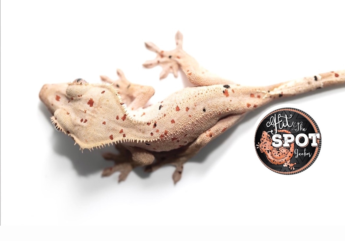 Red Spot Crested Gecko by Hit The Spot Geckos - MorphMarket