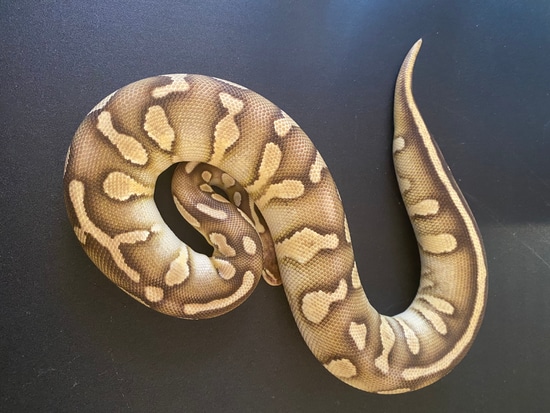 Raven YB Pastel Butter Ball Python by HJ Reptiles LLC