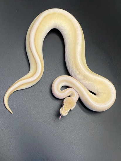 Banana Butter G-stripe Ball Python by HJ Reptiles LLC