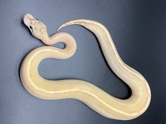 Puma Ball Python by HJ Reptiles LLC
