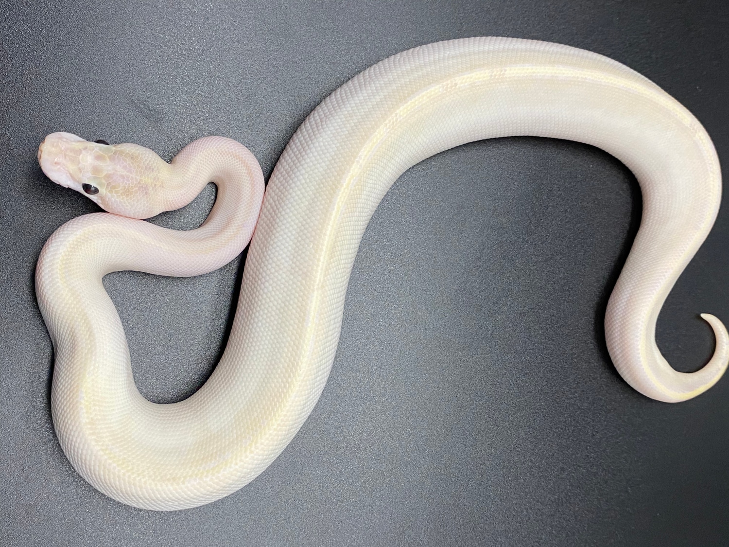 Enchi Ivory Ball Python by HJ Reptiles LLC - MorphMarket