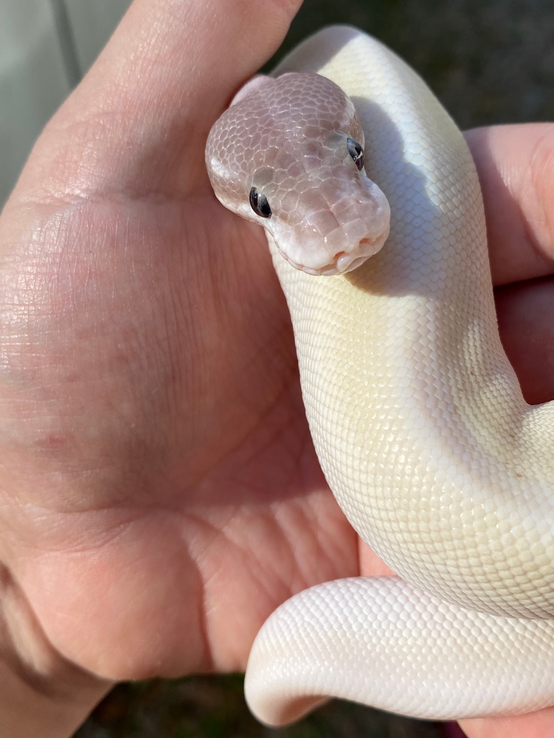 Super Mojave Het Hypo Ball Python by HJ Reptiles LLC - MorphMarket